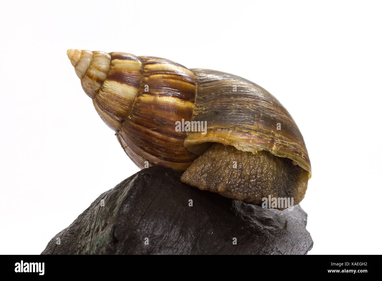 Close up Giant Achatina snail on log over white background Stock Photo ...