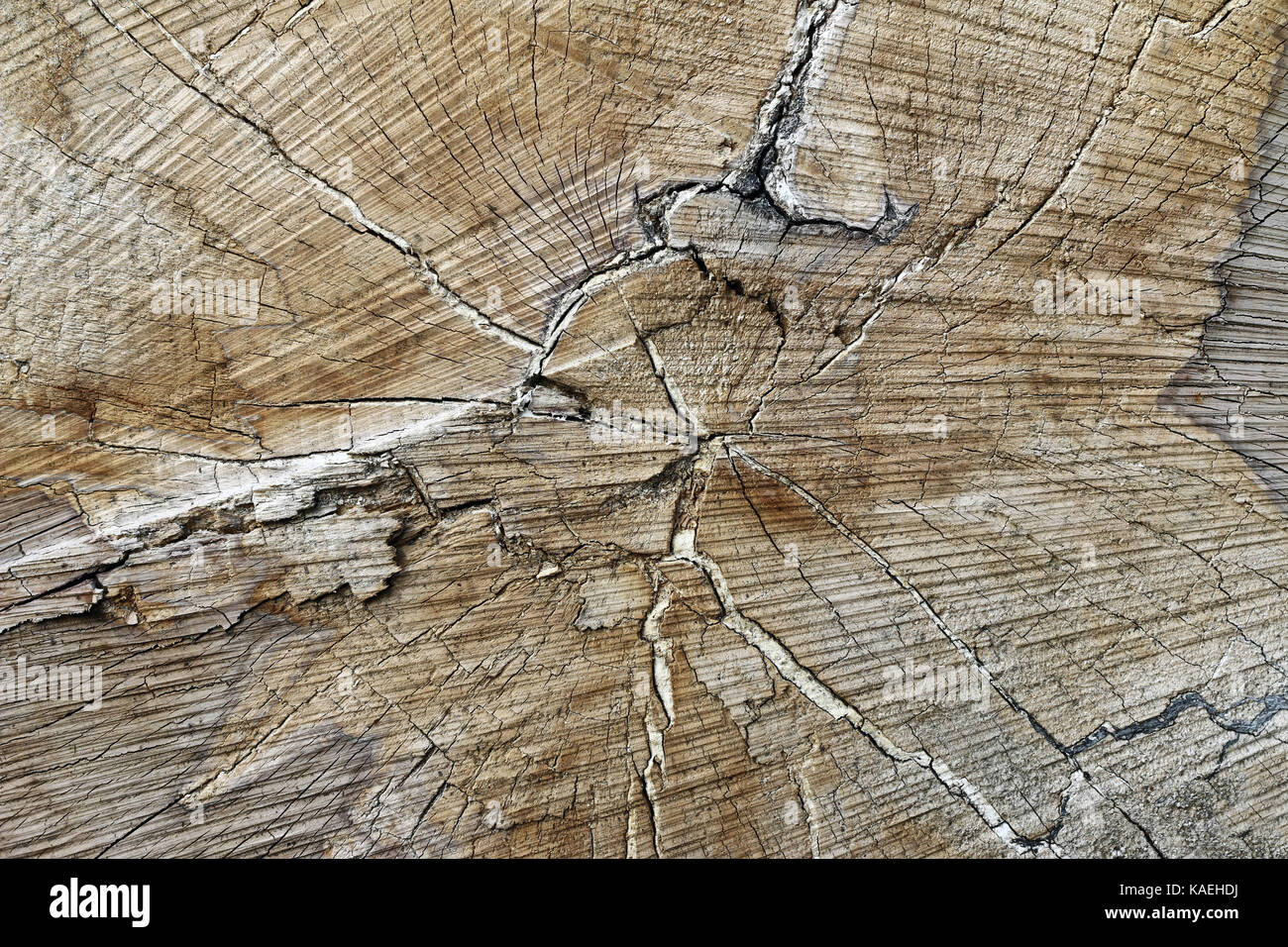 Cut tree trunk - texture of wood - annual rings Stock Photo - Alamy