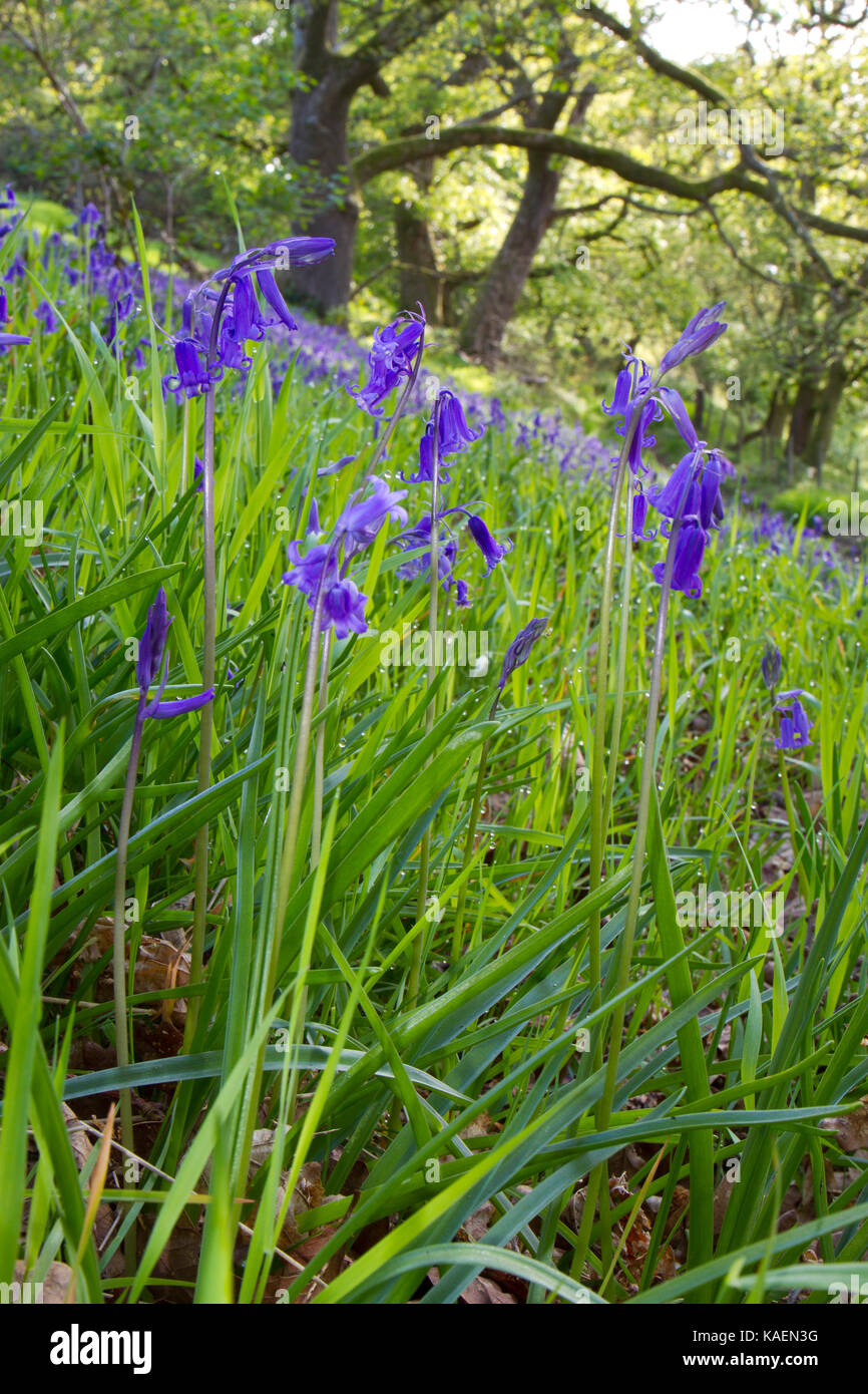 Sessile oak flowers hi-res stock photography and images - Alamy