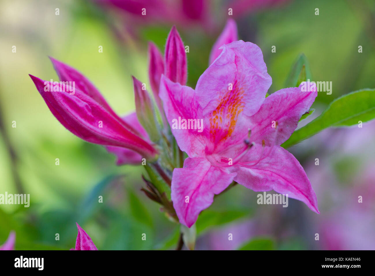 Azalea viscosa 'Reve d'Amour' flowering in a garden. Powys, Wales. May ...