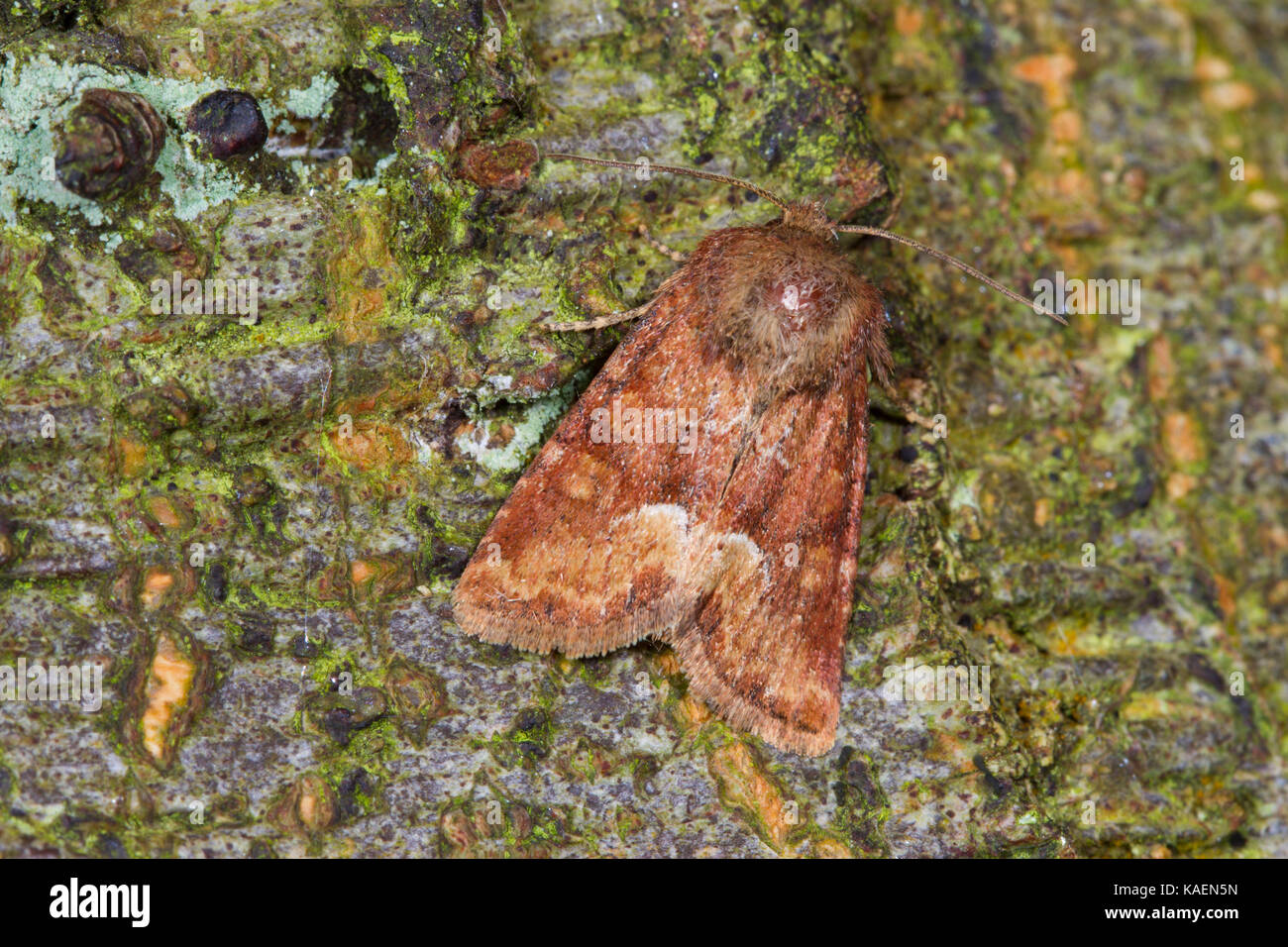 Middle-barred Minor (Oligia fasciuncula) adult moth resting on tree ...