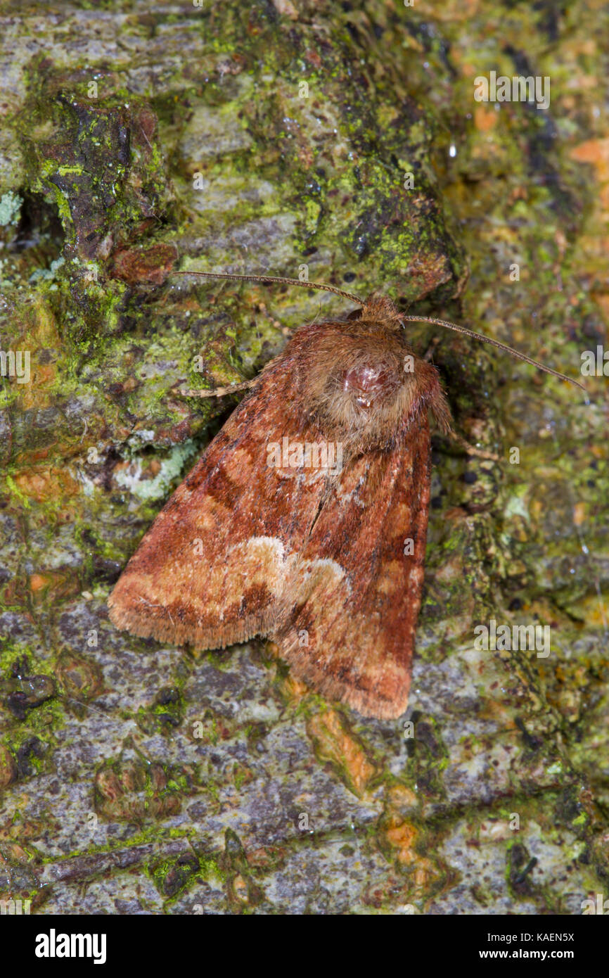 Middle-barred Minor (Oligia fasciuncula) adult moth resting on tree ...