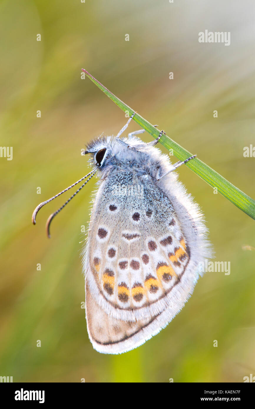Male butterfly hi-res stock photography and images - Alamy