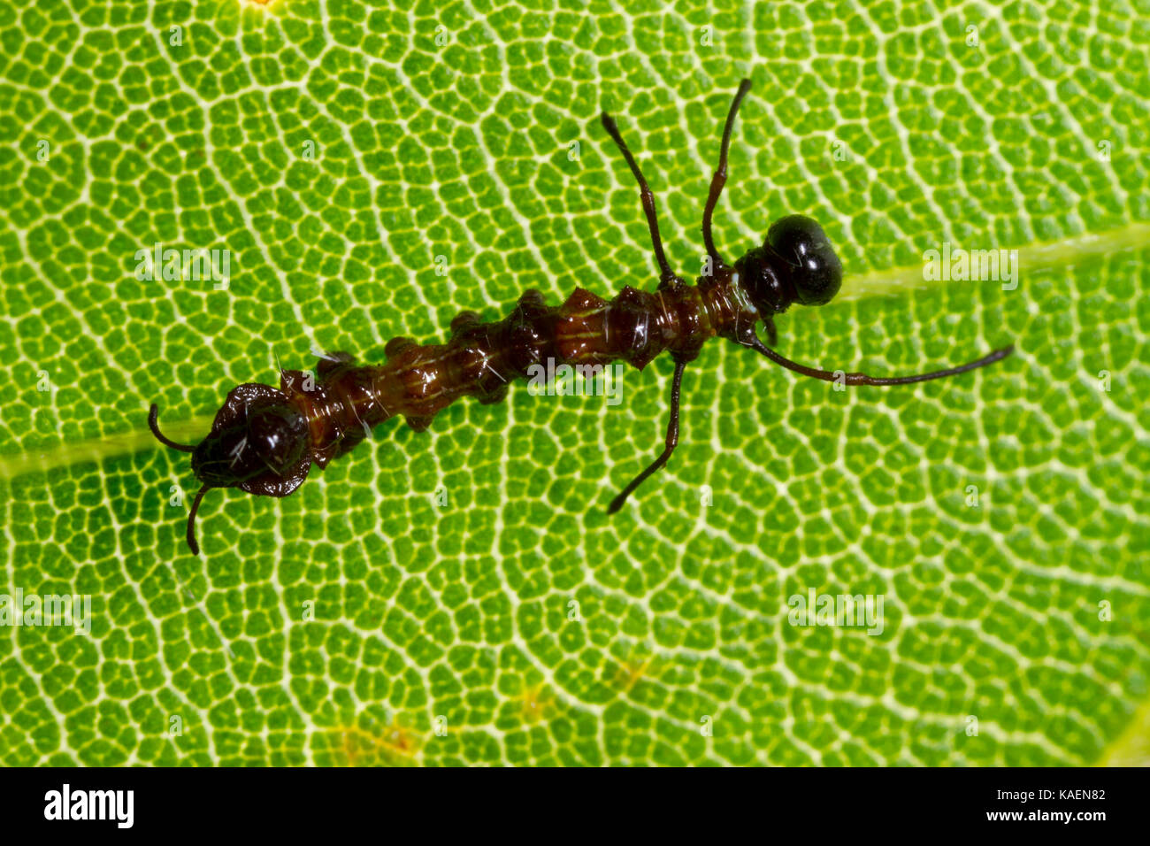 Instar larva hi-res stock photography and images - Alamy
