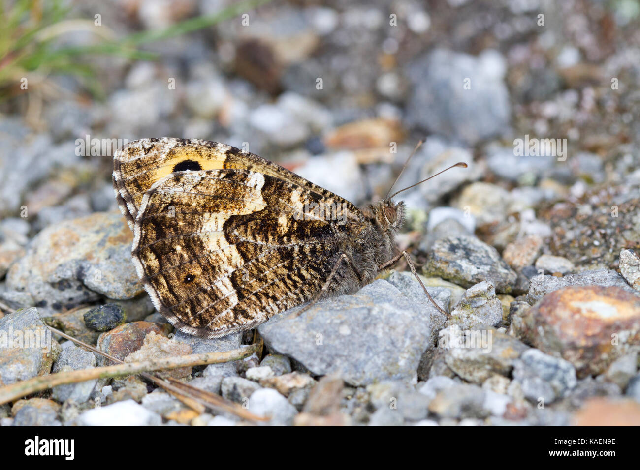 Butterfly mines hi-res stock photography and images - Alamy