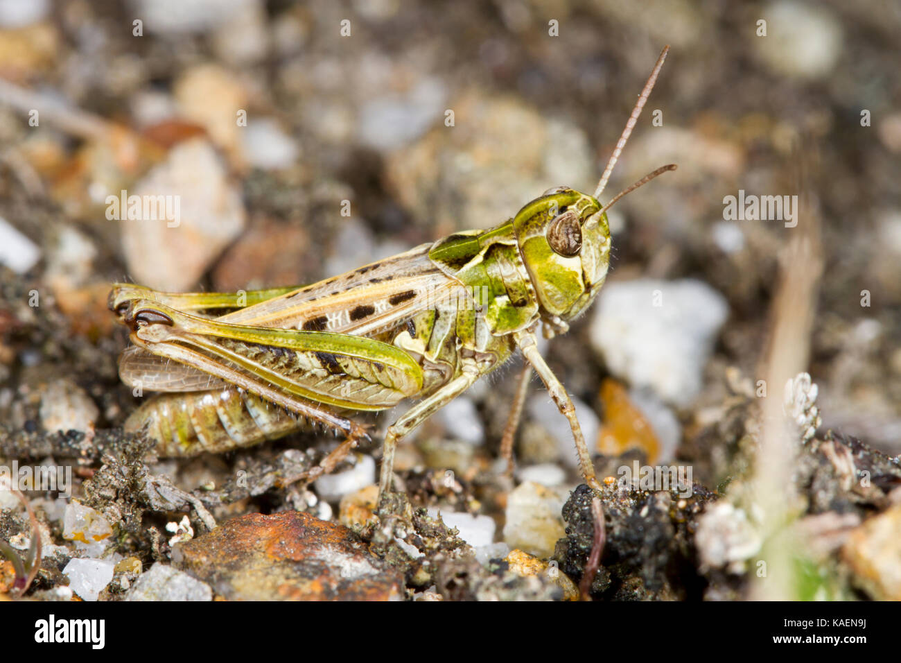 Mottled Grasshopper (Myrmeleotettix maculatus) adult female basking on ...