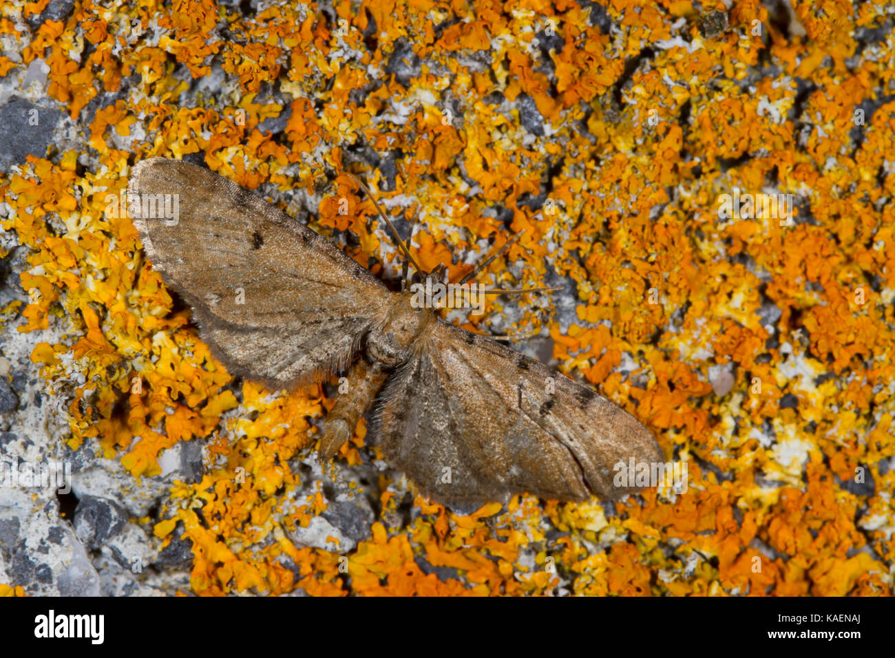 Wormwood Pug (Eupithecia absinthiata) adult moth resting on a wall ...