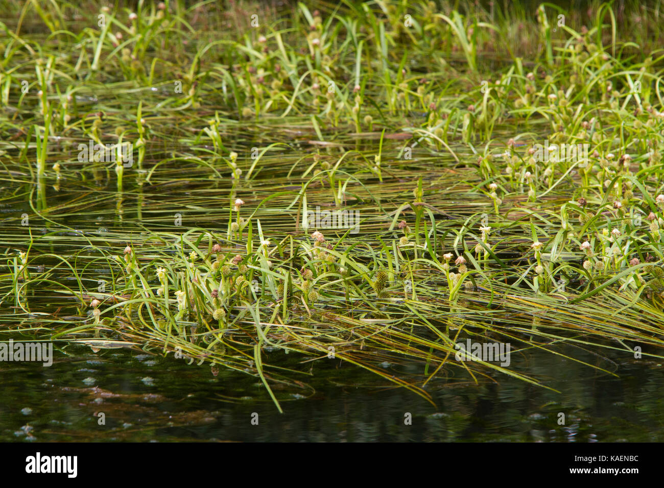 Floating Bur-reed (Sparganium angustifolium) flowering in an upland ...