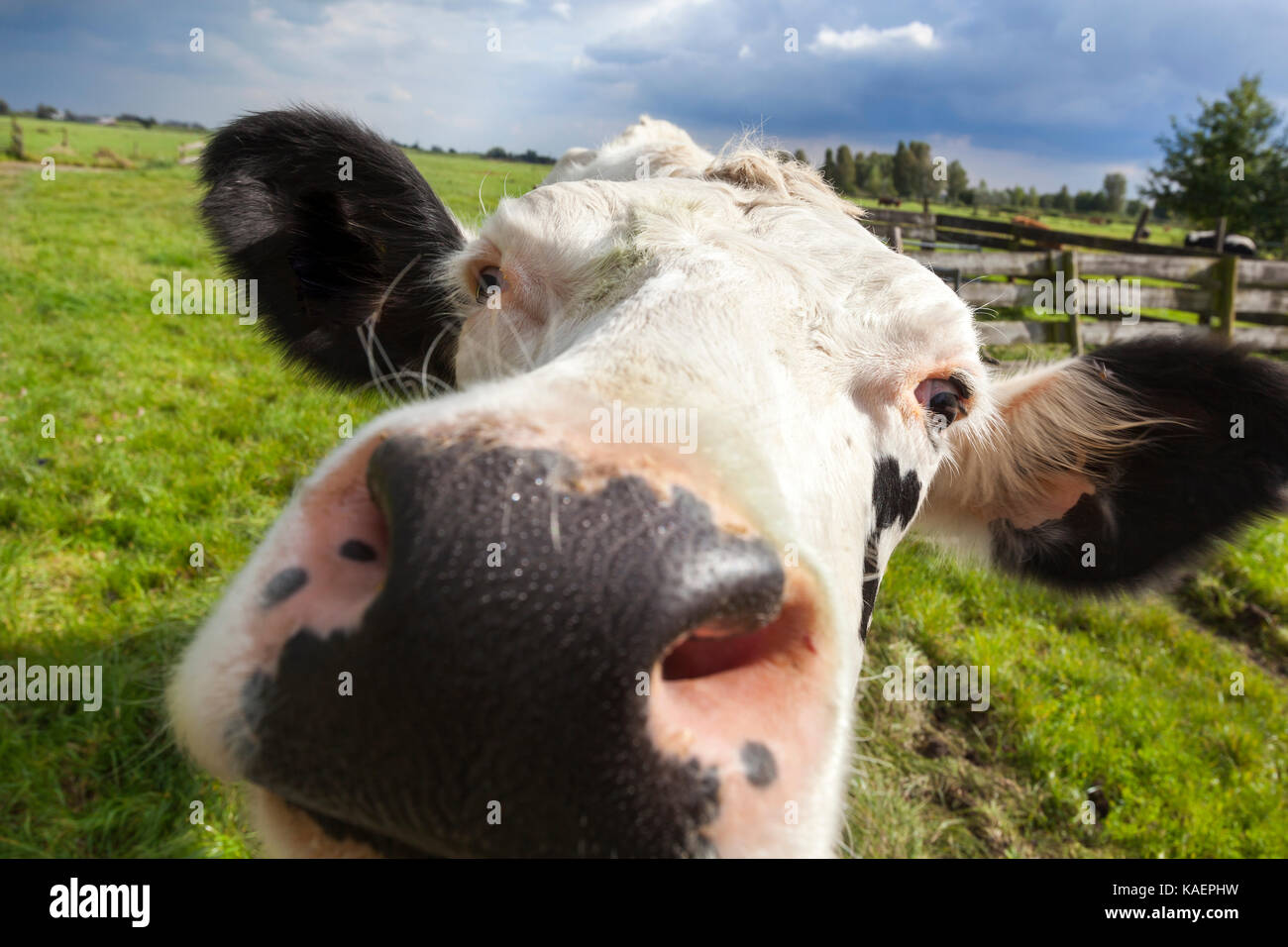 Dutch cow hi-res stock photography and images - Alamy