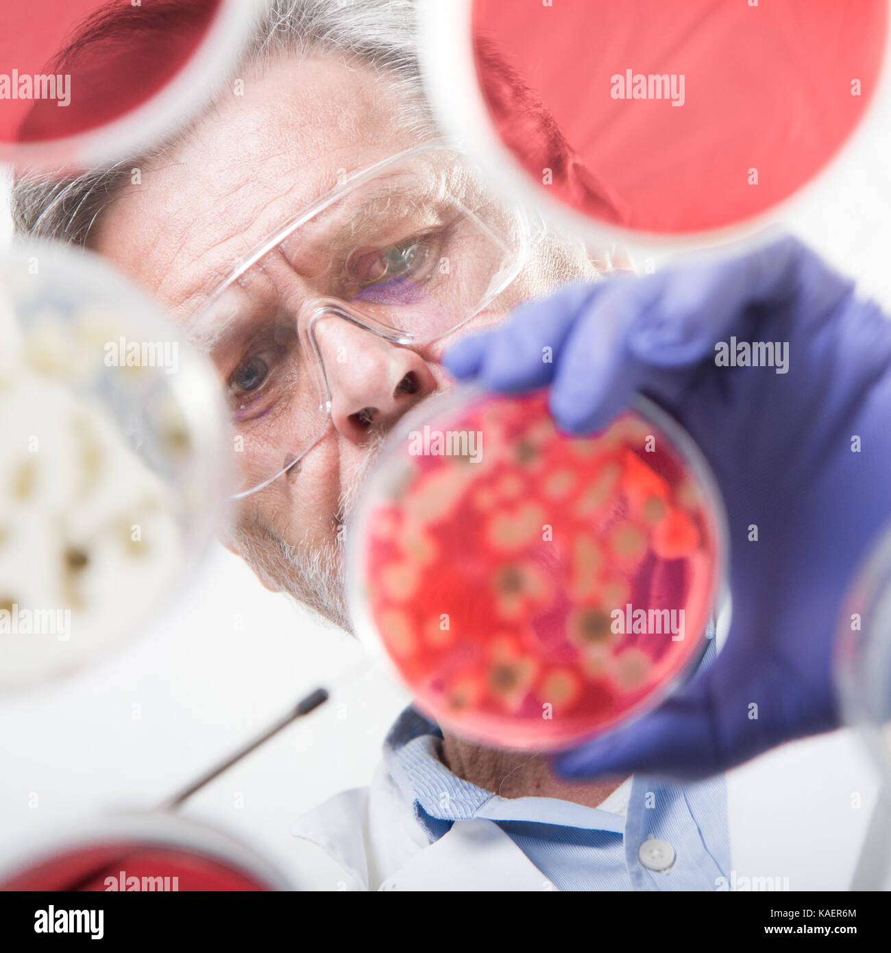 Senior life science researcher grafting bacteria Stock Photo - Alamy