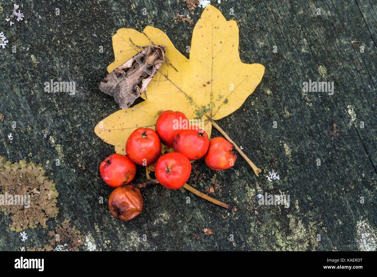 Setaceous Hebrew Character Moth High Resolution Stock Photography and ...