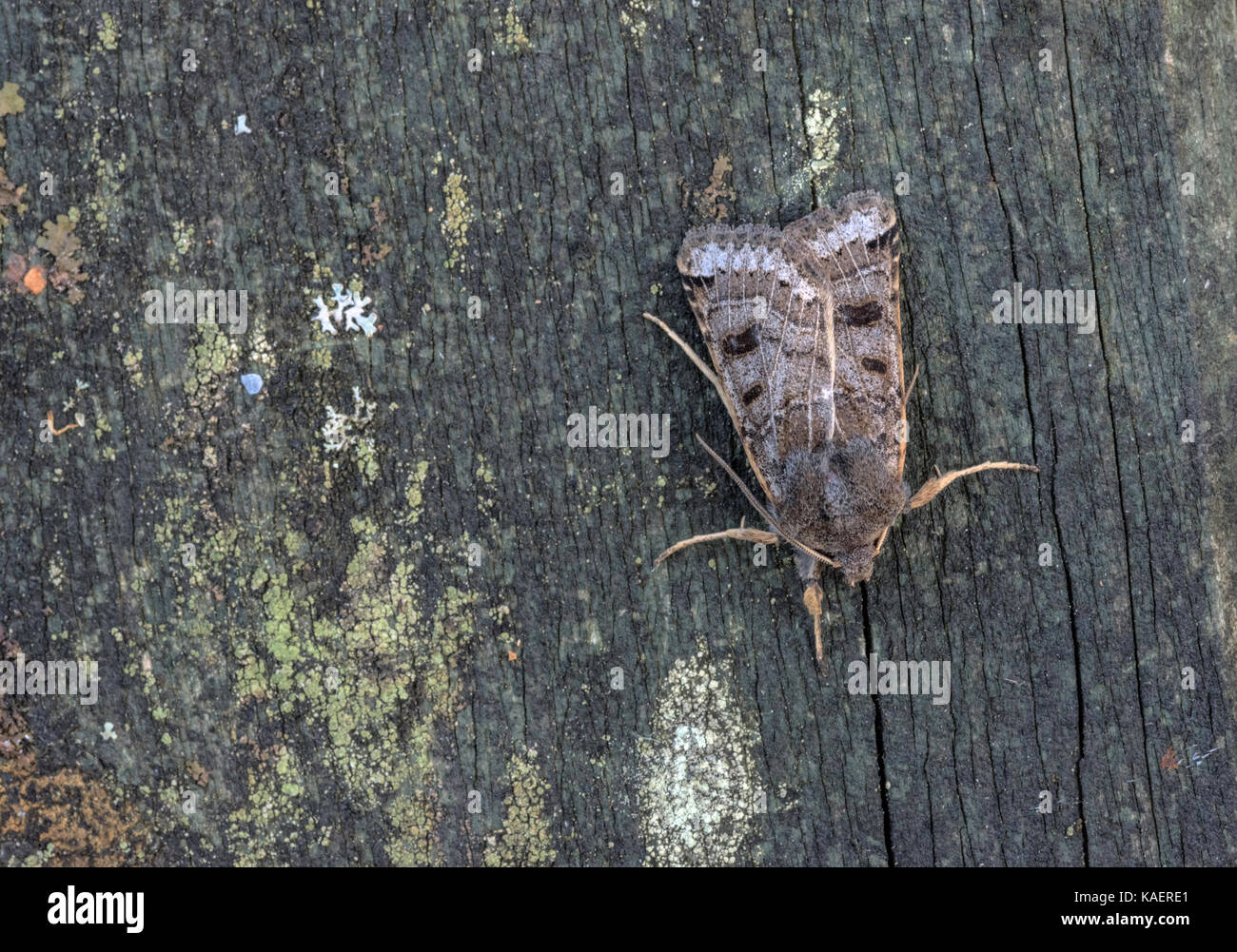 Lunar Underwing moth species resting on wood Stock Photo - Alamy