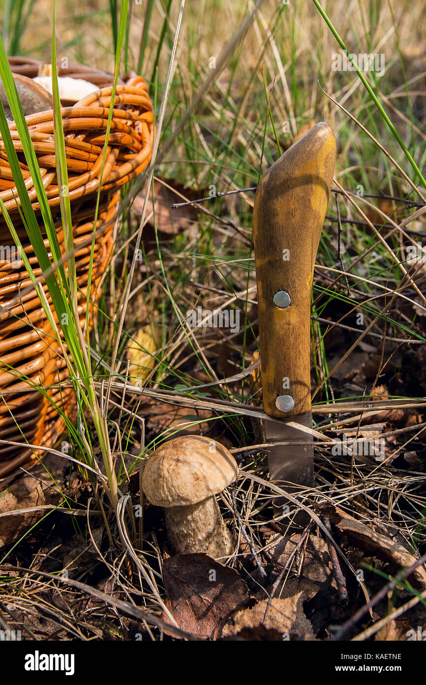 Close up view of edible forest mushroom brown cap boletus growing in ...