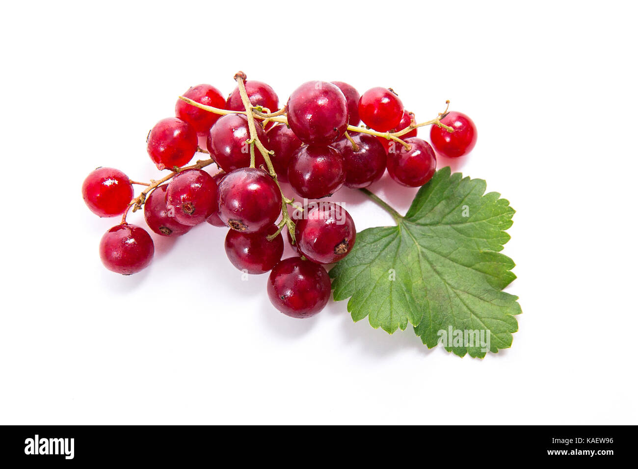 Close up view of red currant berry isolated on white background. A ...
