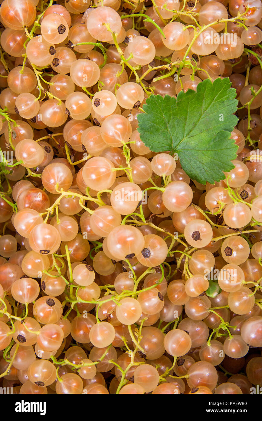 Close up view of harvested white currant berry with green leaf as ...
