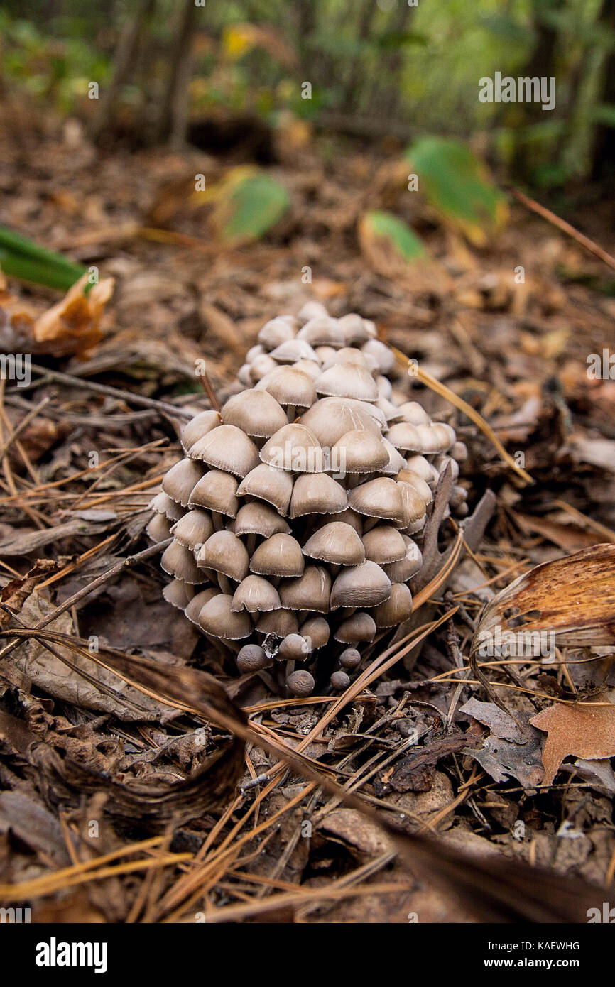 Closeup view small mushroom hi-res stock photography and images - Alamy