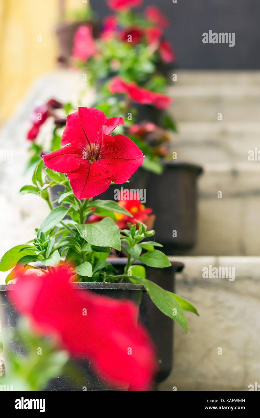 Red flowers on balcony stairs Stock Photo - Alamy