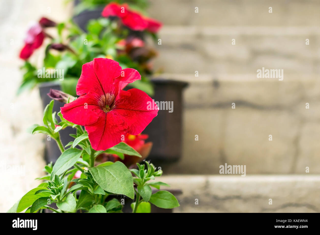 Red flowers on balcony stairs Stock Photo - Alamy