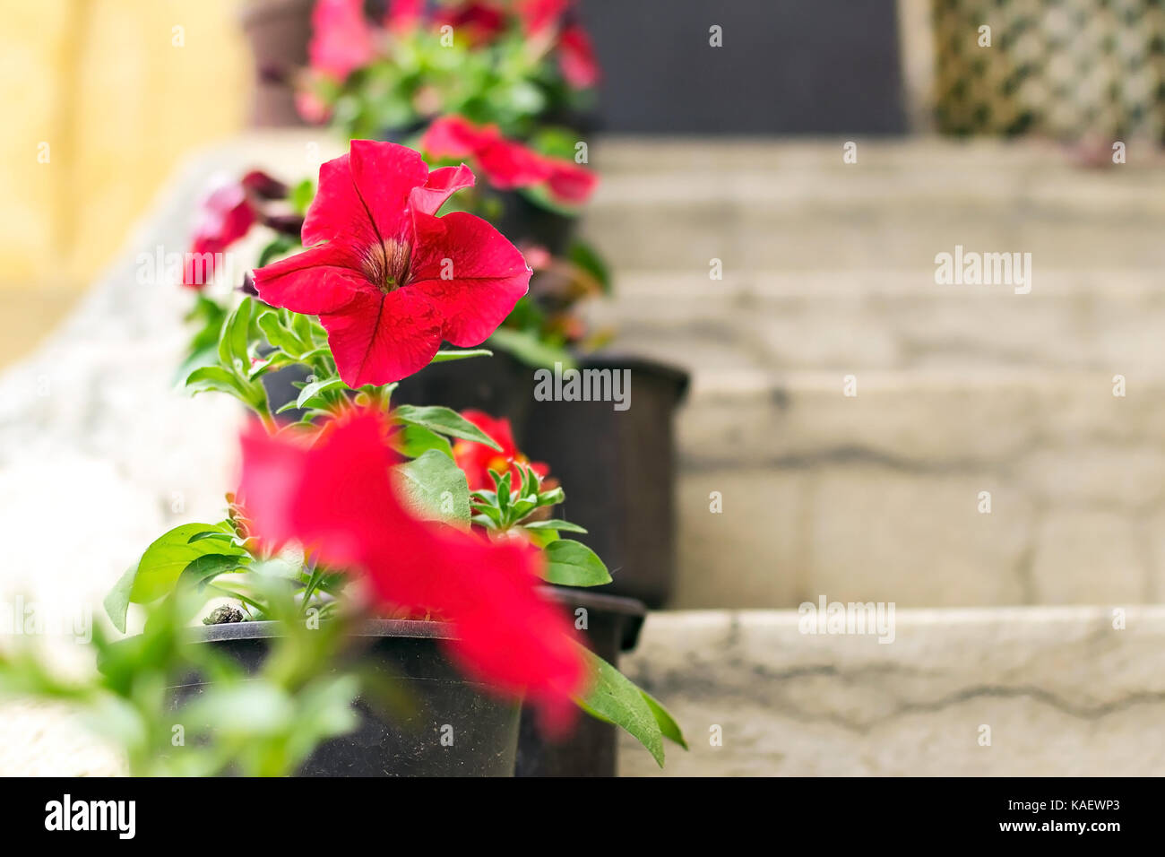 Red flowers on balcony stairs Stock Photo - Alamy
