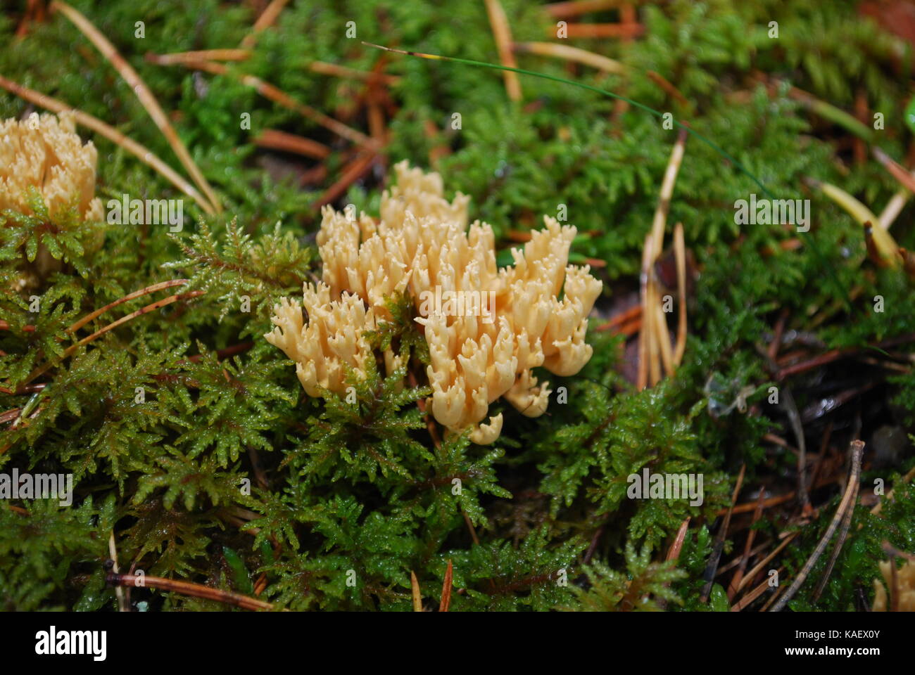Ramaria aurea is a coral mushroom in the family Gomphaceae grow in the forest Stock Photo - Alamy