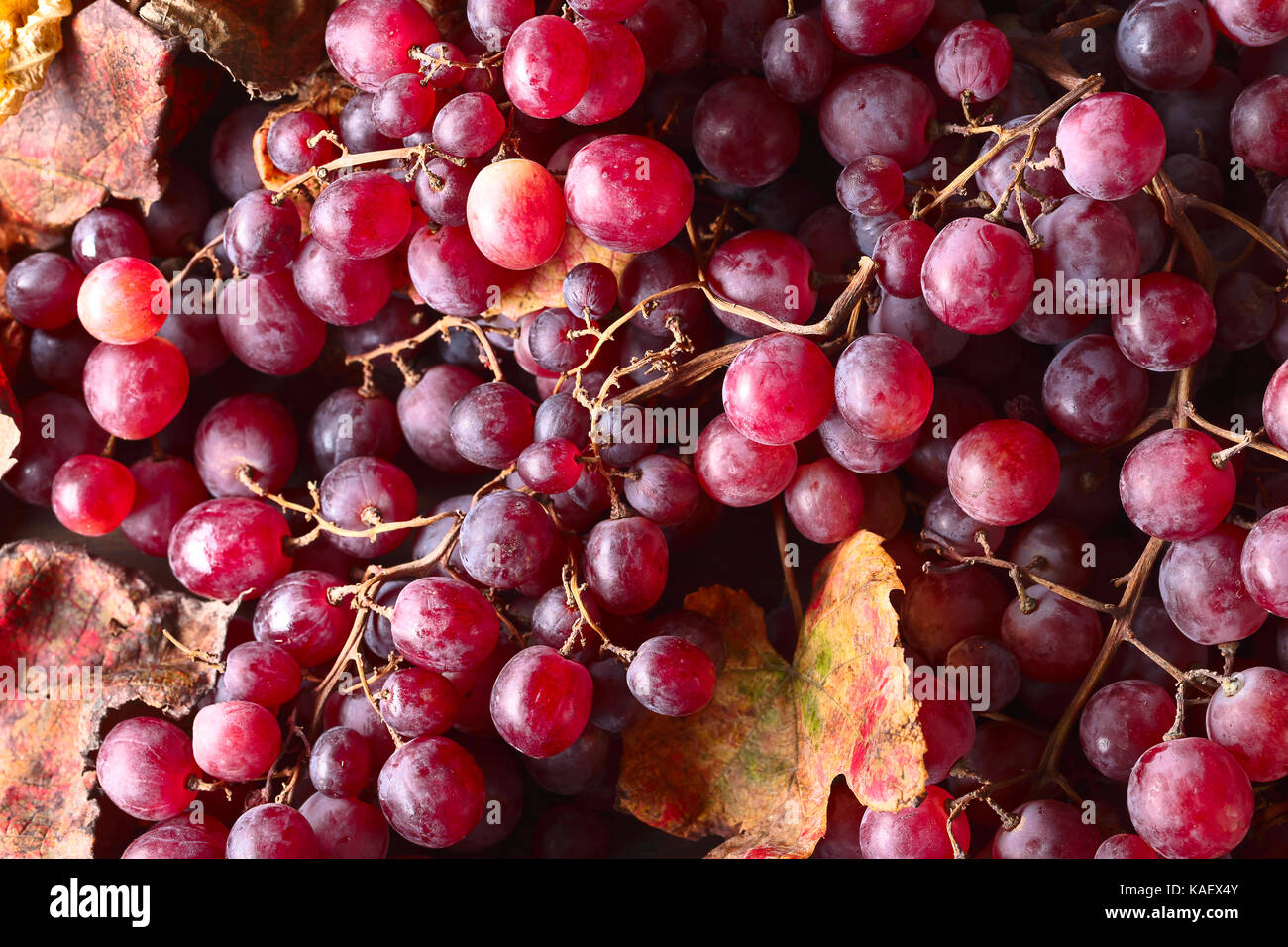 Bunches of ripe red grapes with grape leaves. Top view Stock Photo - Alamy