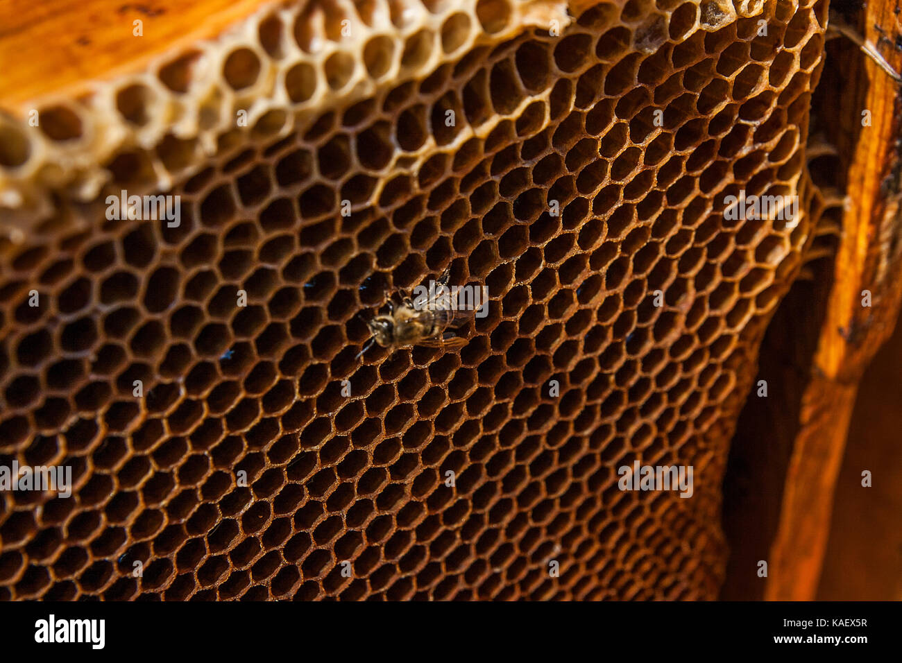 Close up view of the opened hive body showing the frames populated by ...