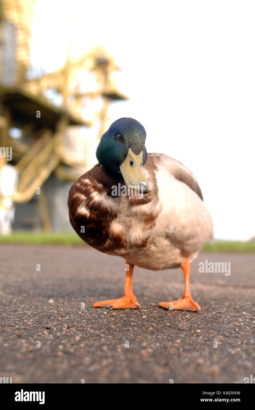 Twitter ducks hi-res stock photography and images - Alamy
