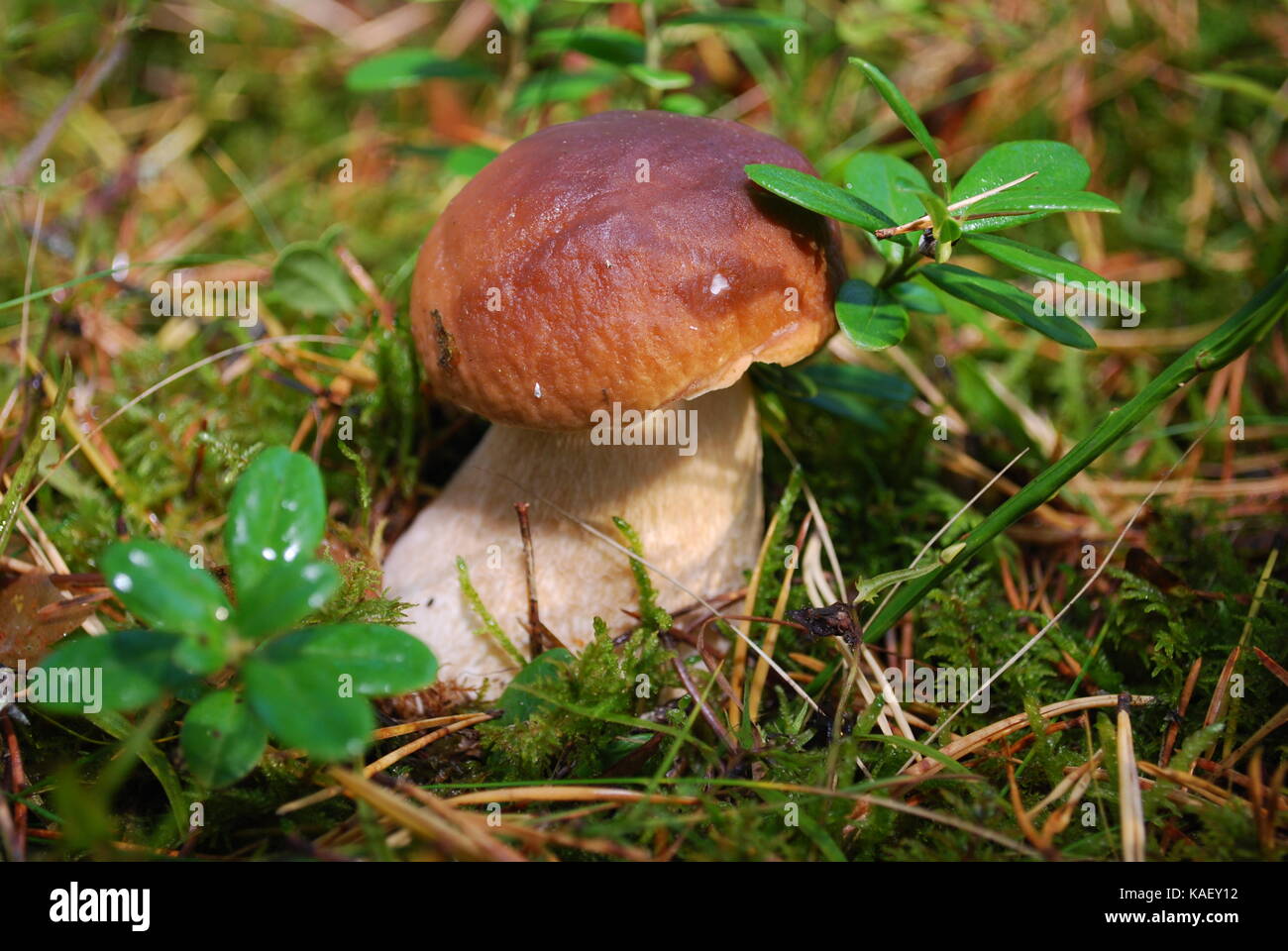 Boletus edulis (English: penny bun, cep, porcini) grow in the forest ...