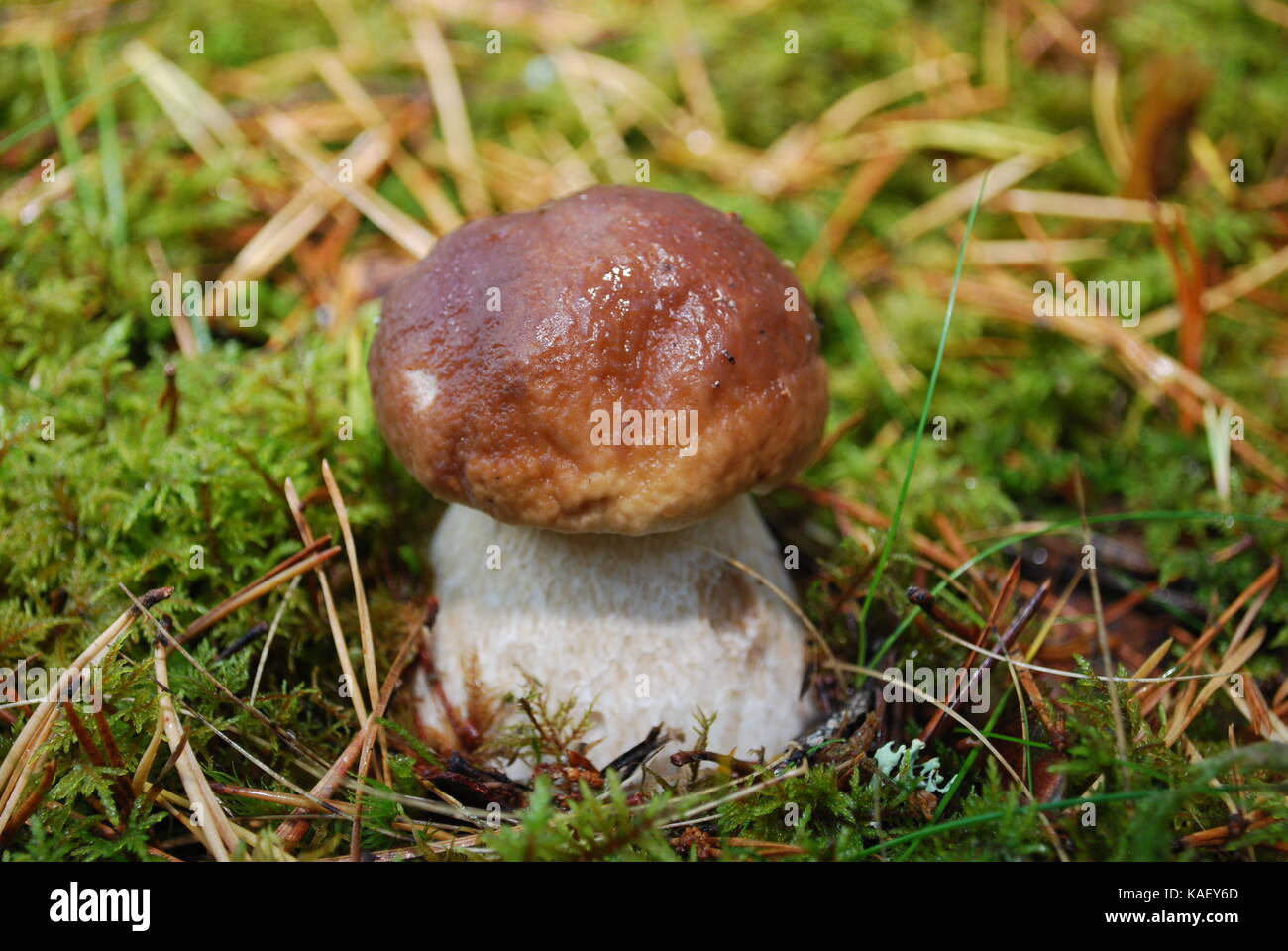 Boletus edulis (English: penny bun, cep, porcini) grow in the forest ...