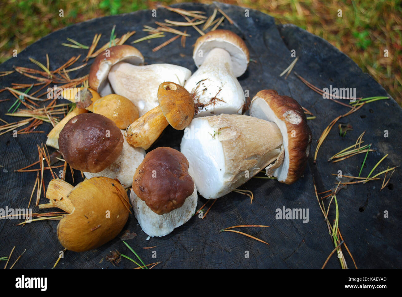 Boletus edulis (English: penny bun, cep, porcini) and Suillus ...
