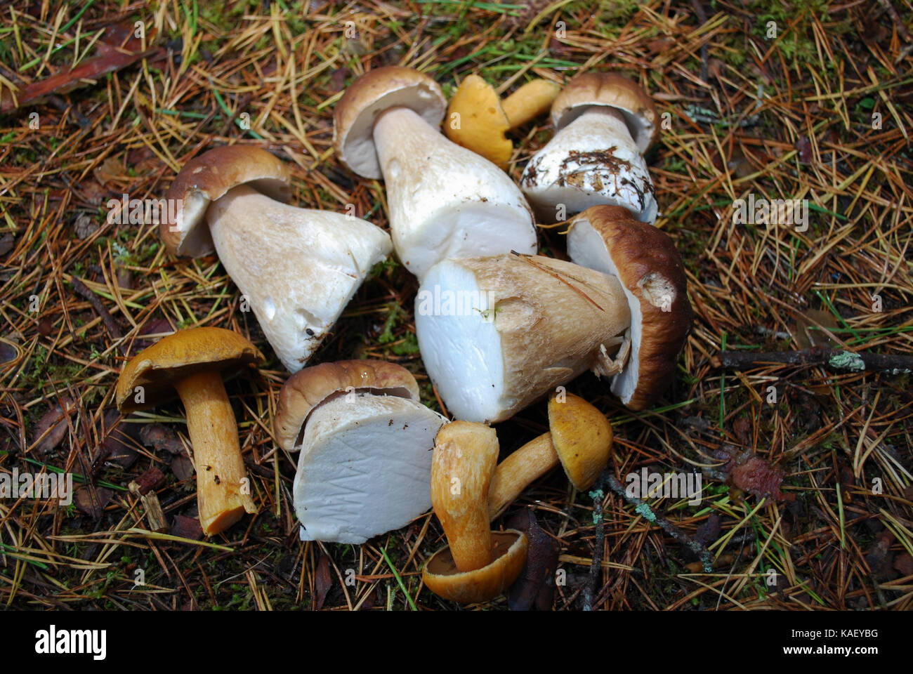 Boletus edulis (English: penny bun, cep, porcini) and Suillus ...