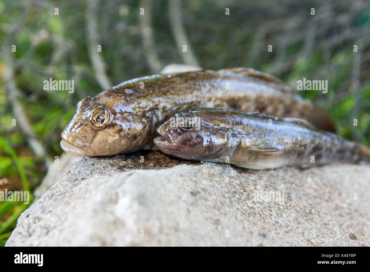 Rock Goby Gobius Paganellus High Resolution Stock Photography and ...