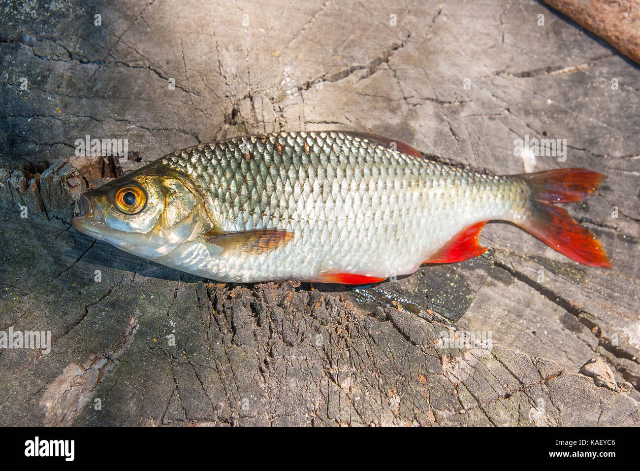 Close up view of single freshwater common rudd fish known as Scardinius ...