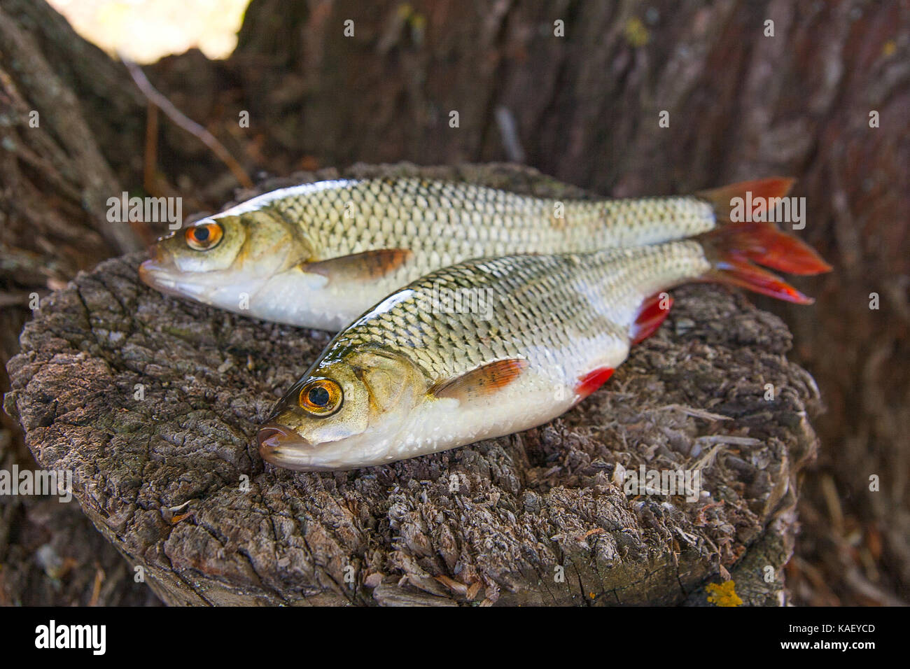 Close up view of two freshwater common rudd fish known as scardinius ...