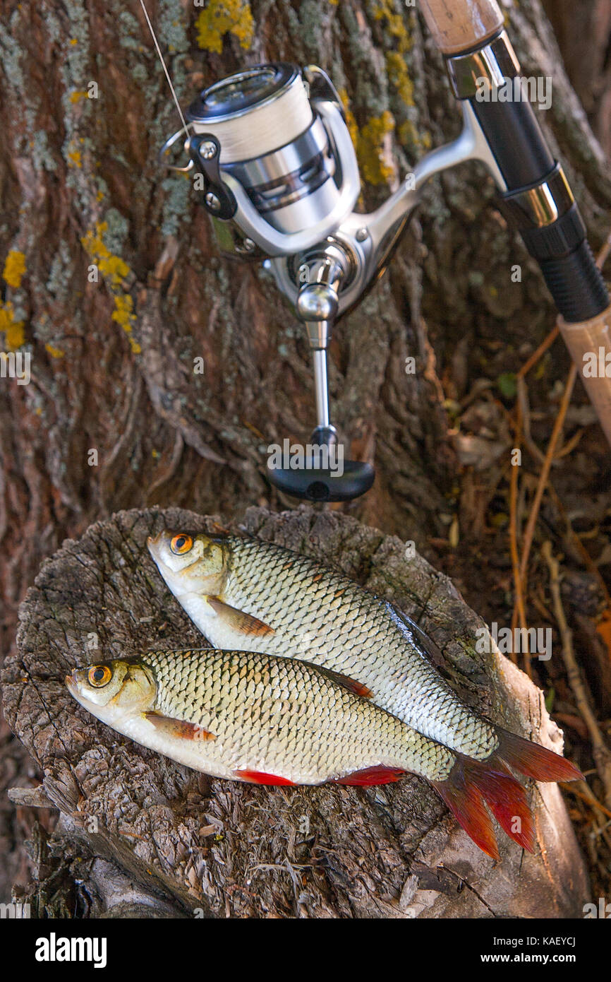 Close up view of two freshwater common rudd fish known as scardinius ...