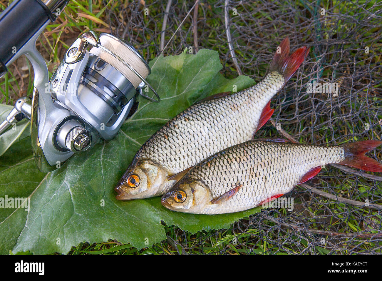 Close up view of two freshwater common rudd fish known as scardinius ...
