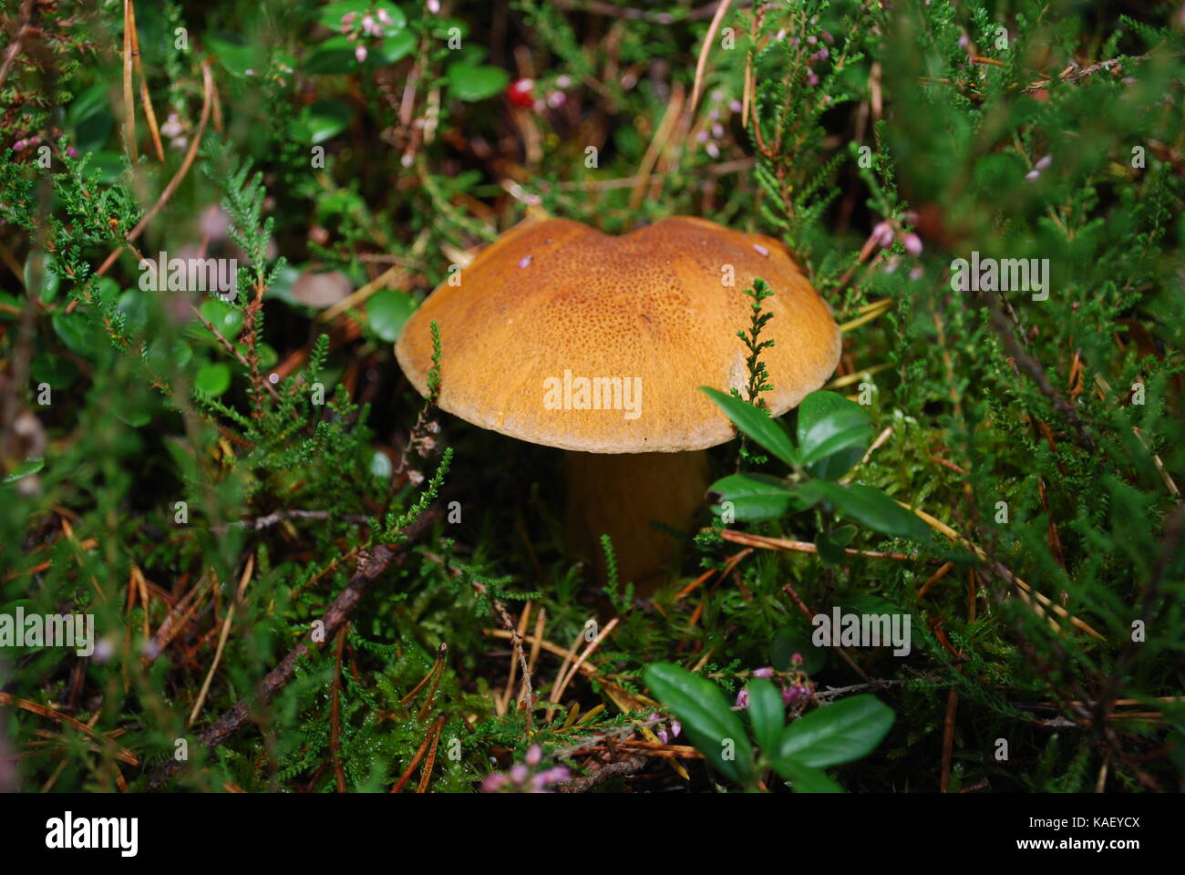 Suillus variegatus (velvet bolete or variegated bolete) grow in the ...