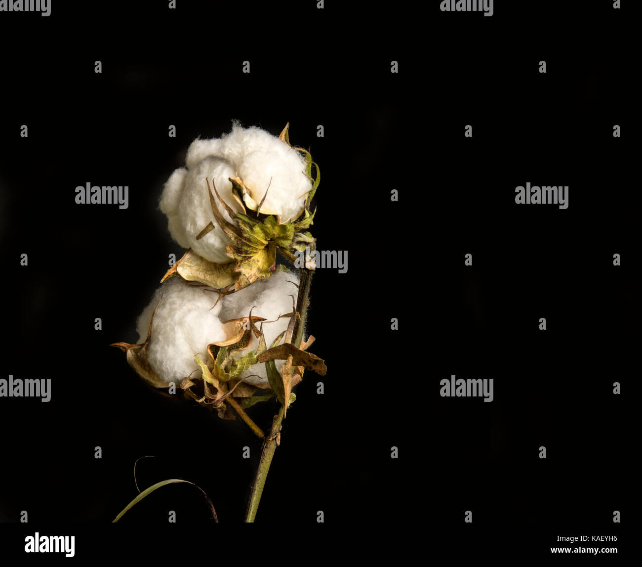 Cotton bud clouds hi-res stock photography and images - Alamy