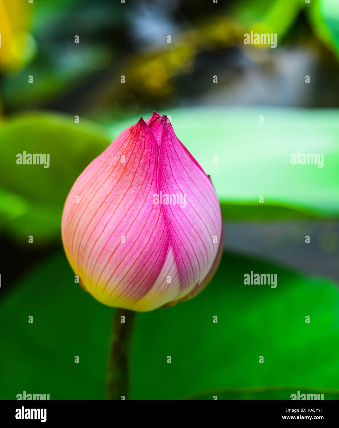 Close up Lotus flower background Stock Photo - Alamy