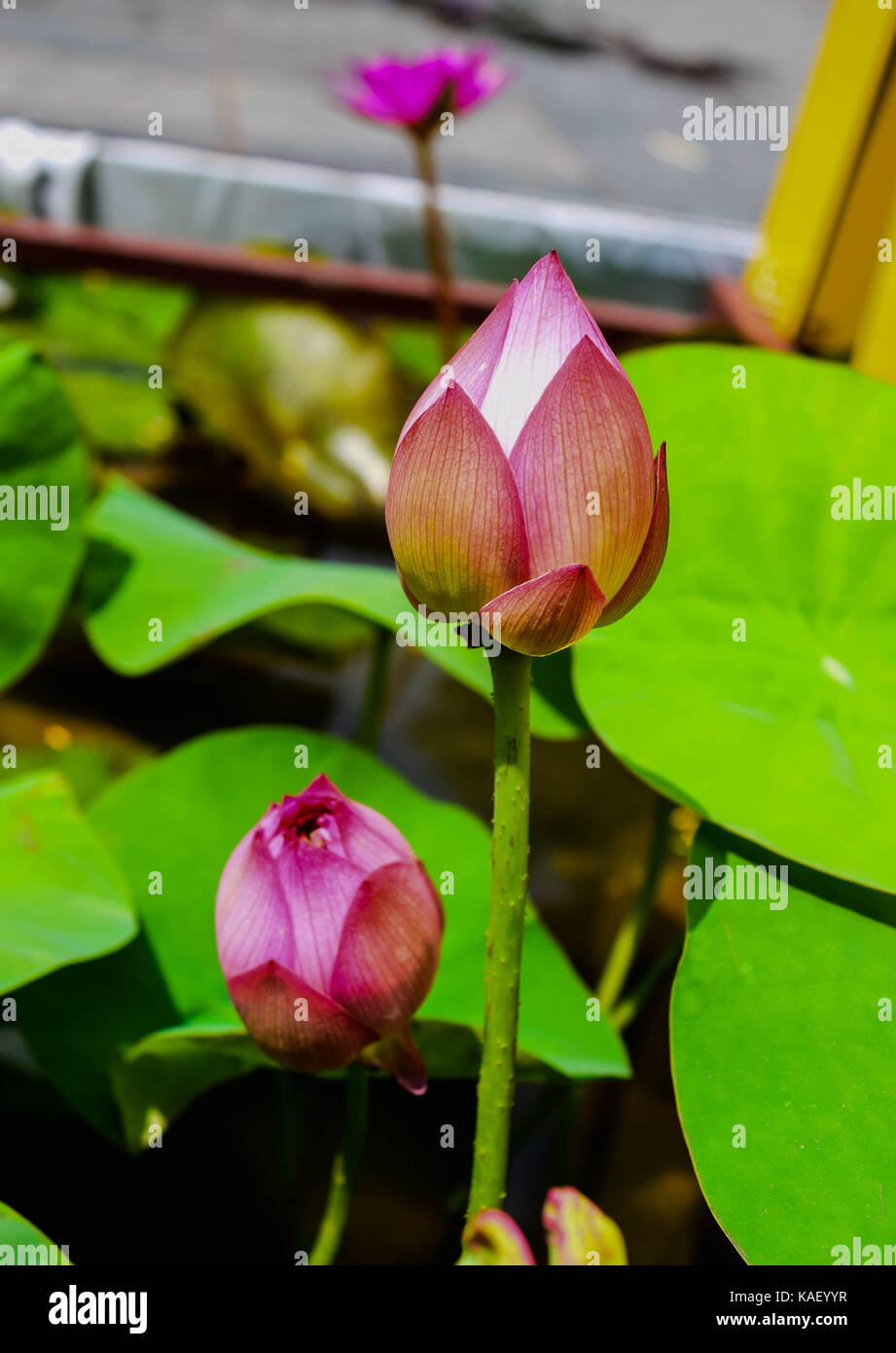 Close up Lotus flower background Stock Photo - Alamy