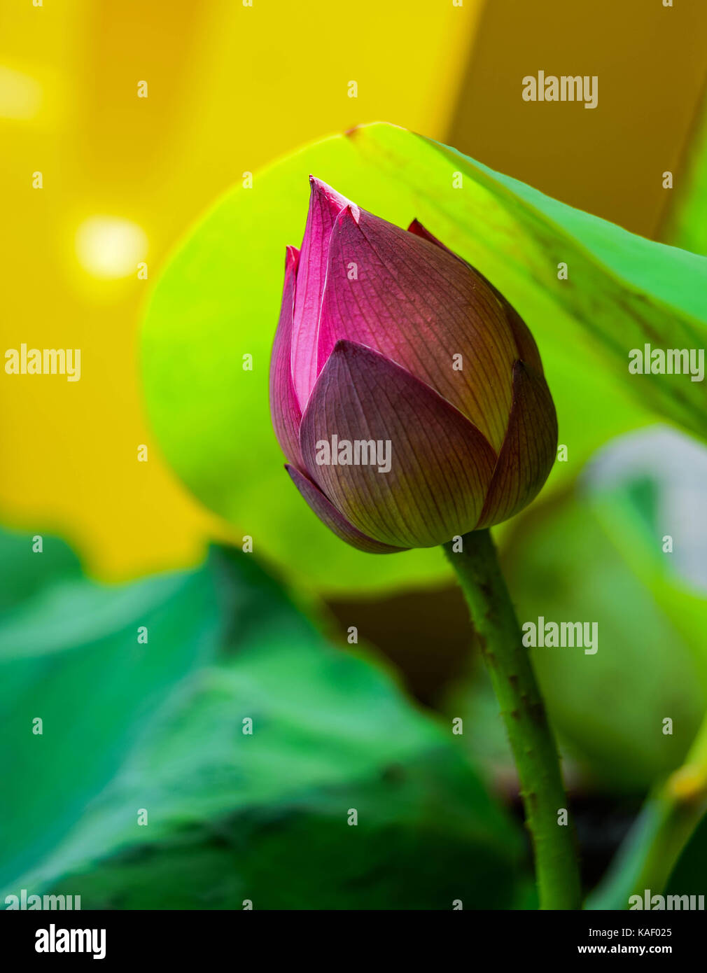 Close up Lotus flower background Stock Photo - Alamy