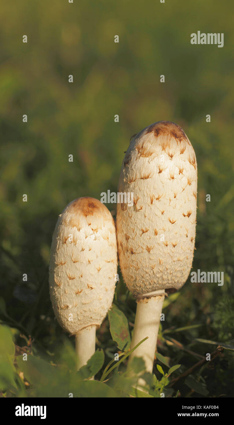 Two shaggy ink cap mushrooms, Coprinus comatus, on grass before "inky ...