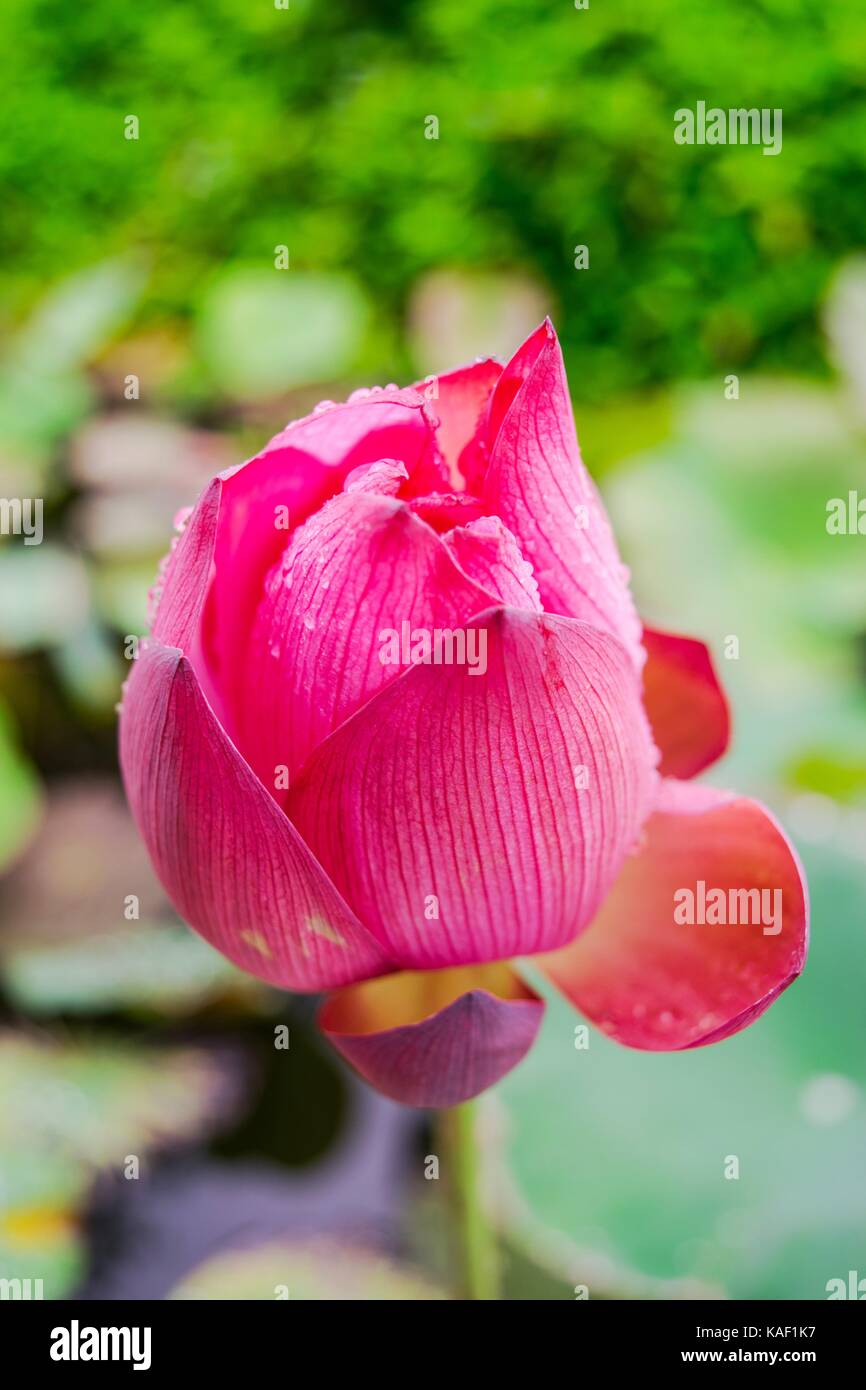 Lotus flower and Lotus flower plants Stock Photo - Alamy