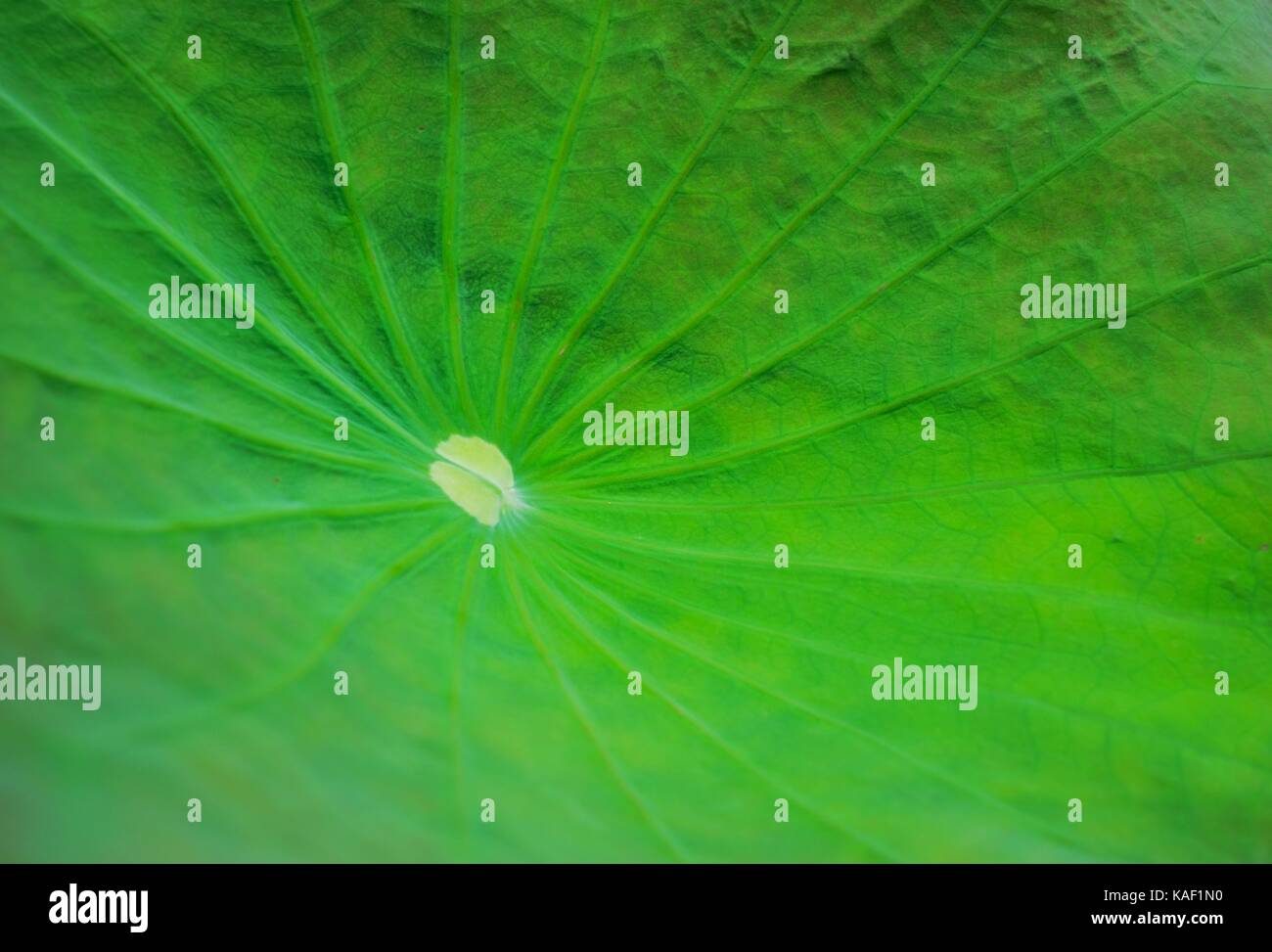 The leaf of lotus on the outdoor Stock Photo - Alamy