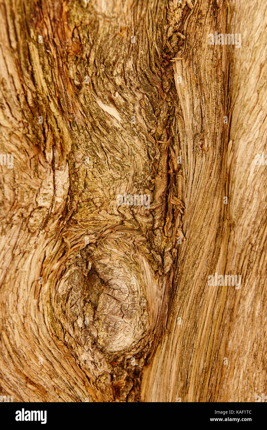 Tree bark textured background. Nature detail. Vertical Stock Photo - Alamy
