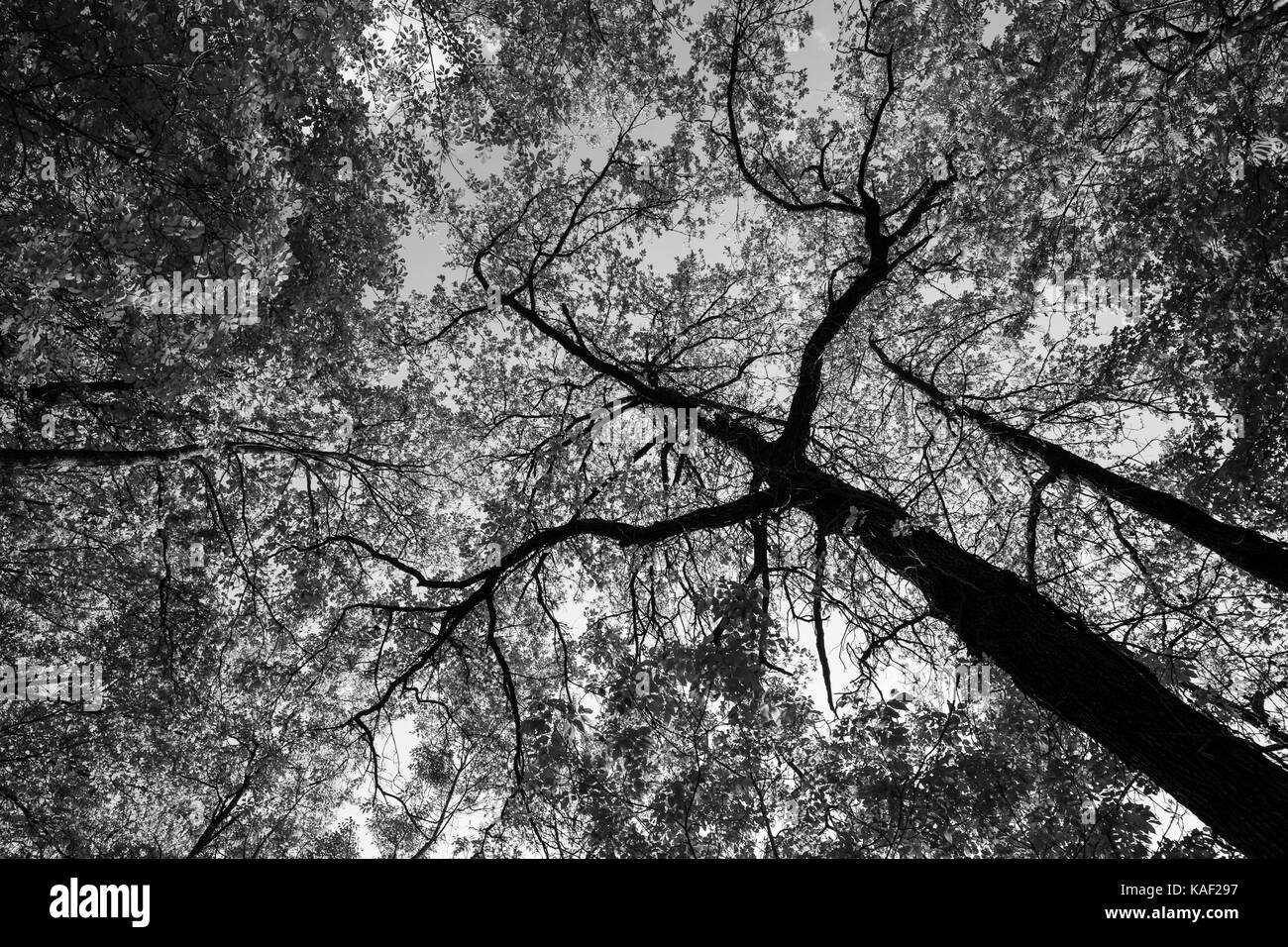 View from below of tall trees in a wood in Spring Stock Photo - Alamy
