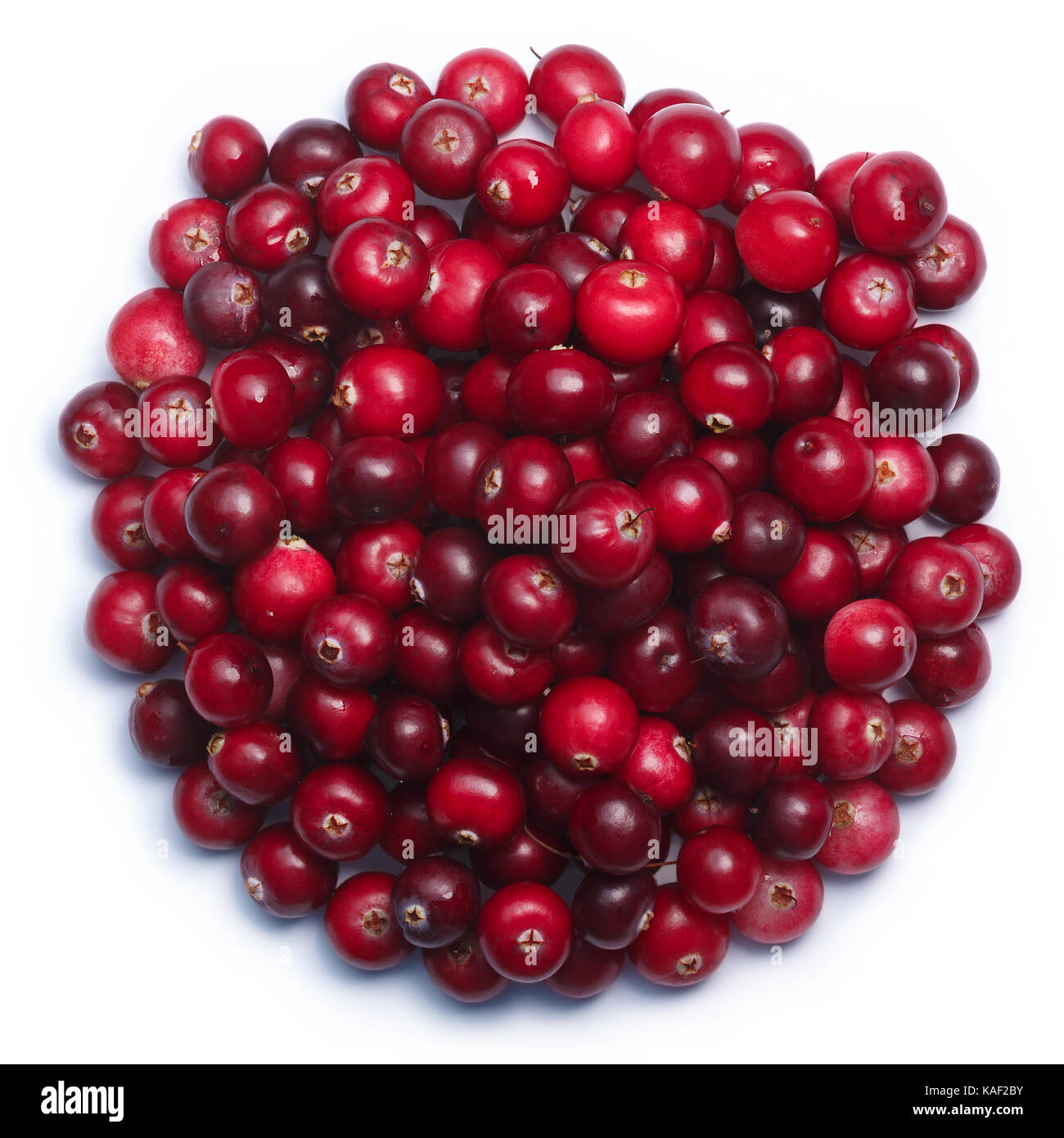 Cranberry (fruits of Vaccinium oxycoccus), pile of, top view. Clipping ...