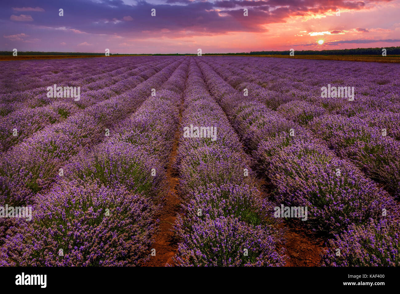 Stunning landscape with lavender field at sunset Stock Photo - Alamy