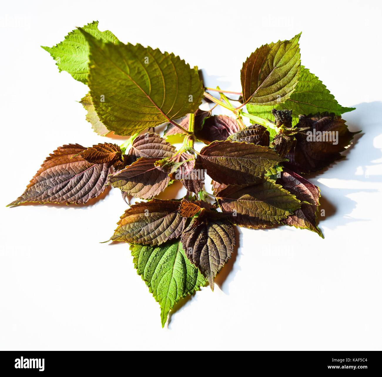 Fragrant perilla leaf hi-res stock photography and images - Alamy