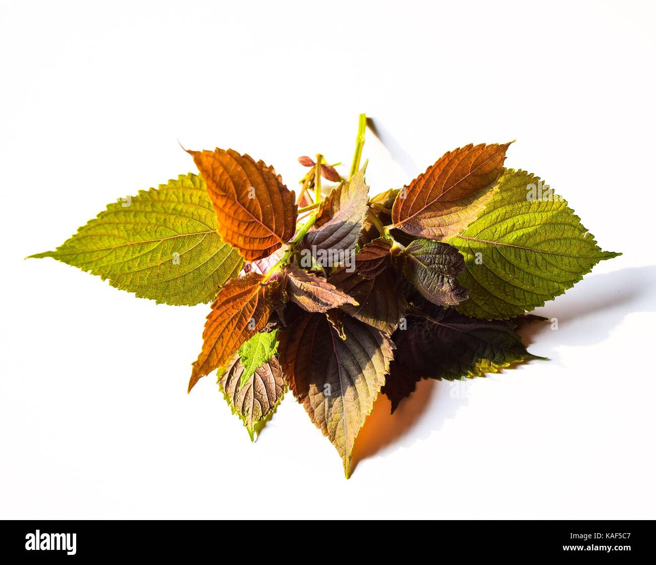 Red perilla mint isolated on white background Stock Photo - Alamy